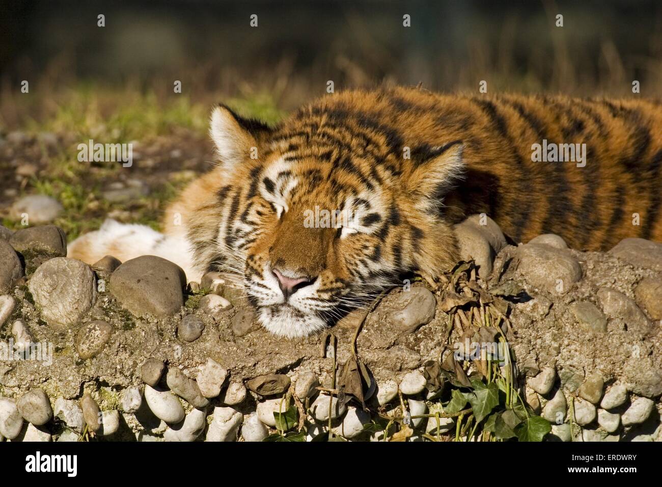 Tiger sleeping -Fotos und -Bildmaterial in hoher Auflösung – Alamy