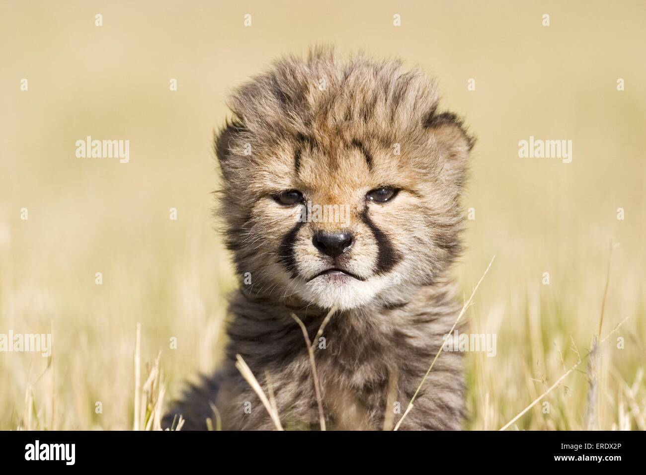 Baby Cheetah And Namibia Stockfotos und -bilder Kaufen - Alamy