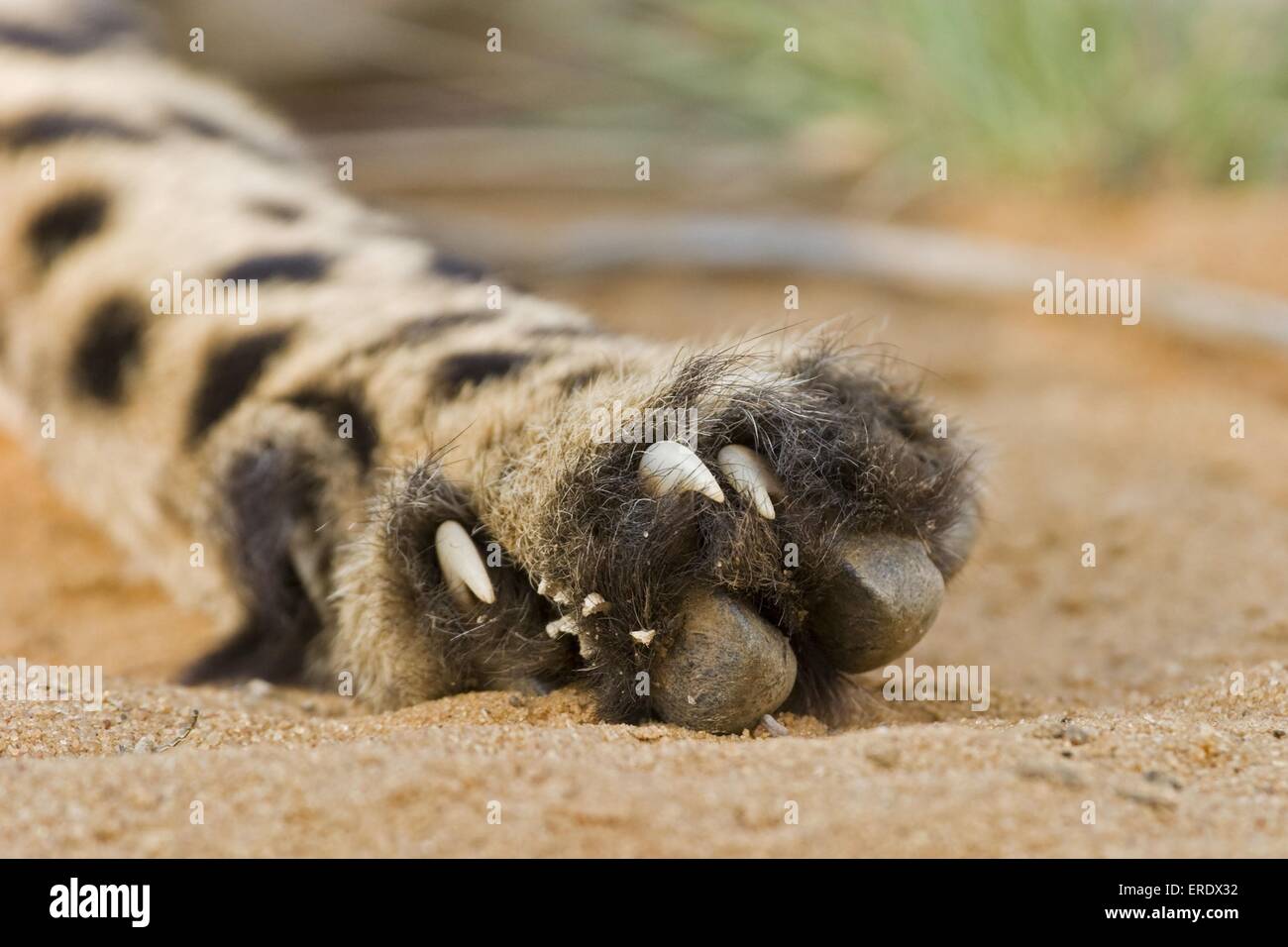 Leopards paw -Fotos und -Bildmaterial in hoher Auflösung – Alamy