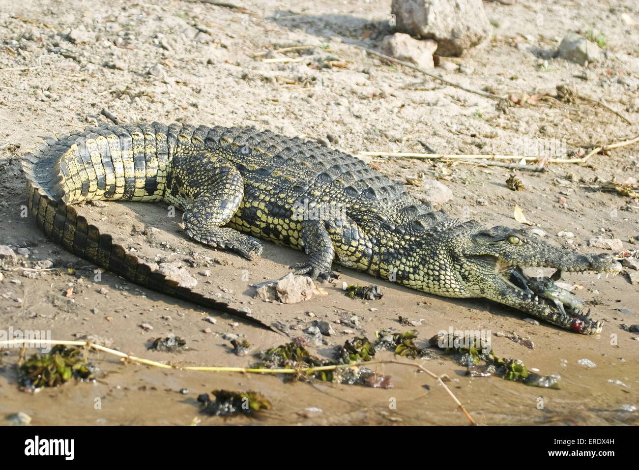 Nilkrokodil crocodylus niloticus, das wild isst -Fotos und ...