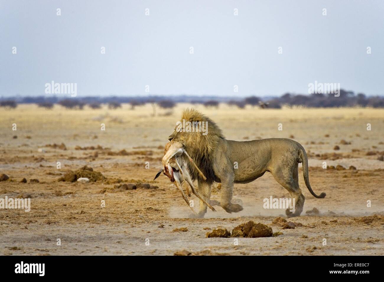 Löwe jagd antilope -Fotos und -Bildmaterial in hoher Auflösung – Alamy