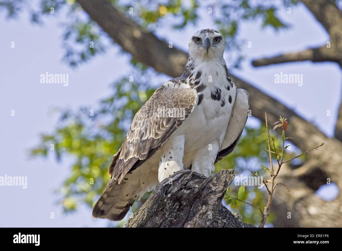 Der kampfadler -Fotos und -Bildmaterial in hoher Auflösung – Alamy
