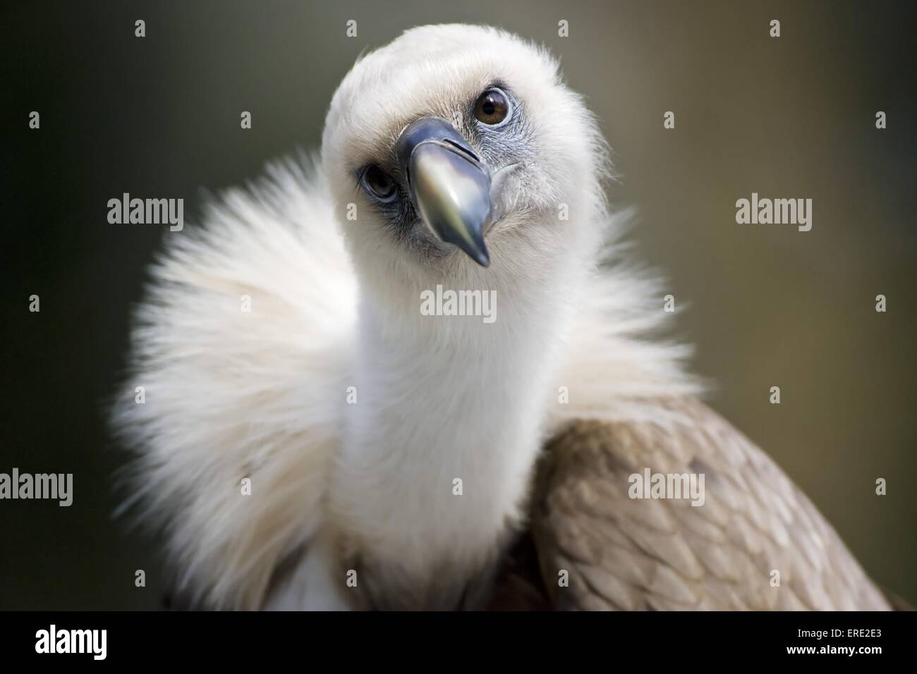 Geier feeder -Fotos und -Bildmaterial in hoher Auflösung – Alamy