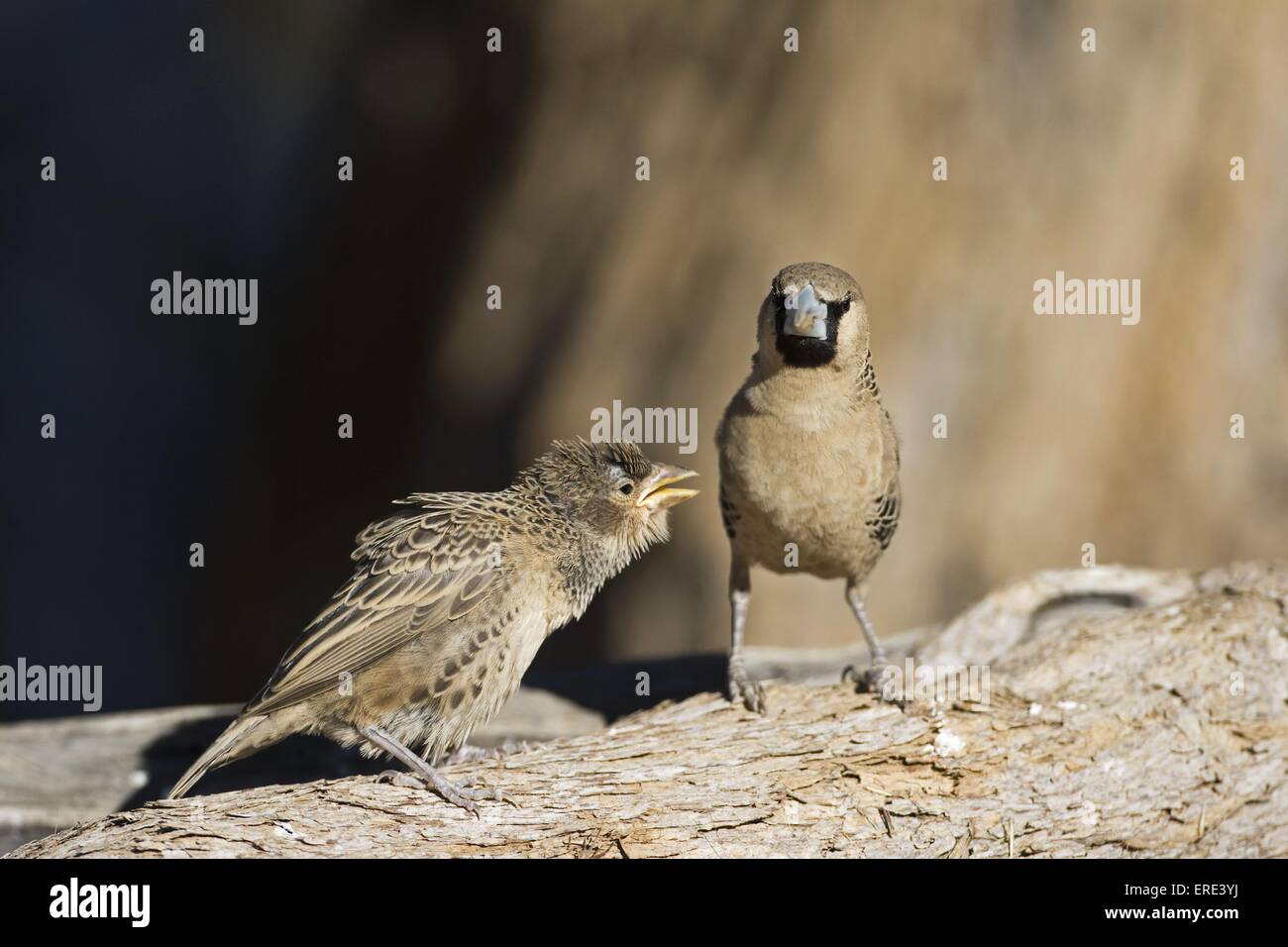 Sociable weaver -Fotos und -Bildmaterial in hoher Auflösung – Alamy