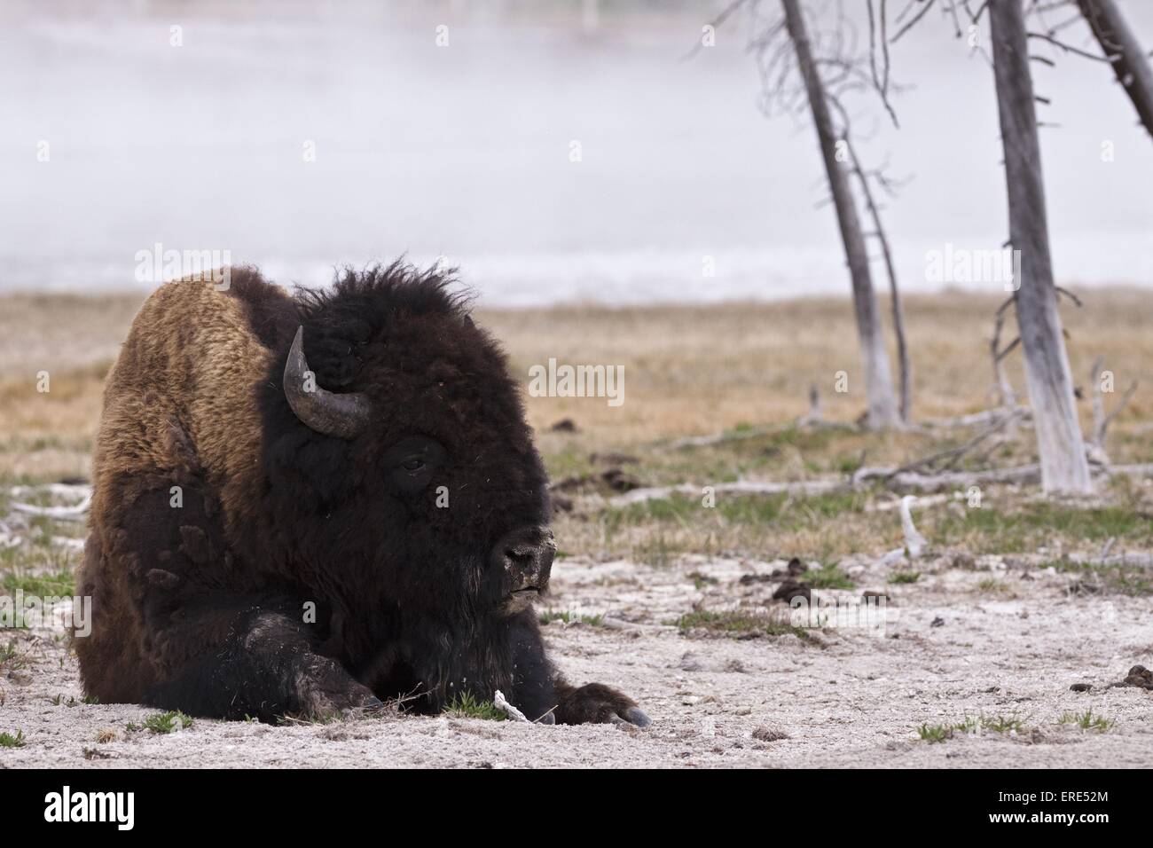 Bison legen -Fotos und -Bildmaterial in hoher Auflösung – Alamy