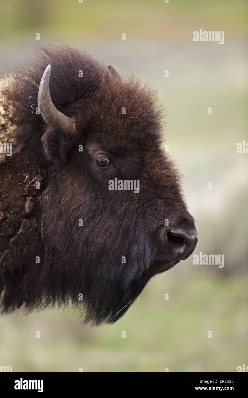 American bison buffalo side view -Fotos und -Bildmaterial in hoher ...