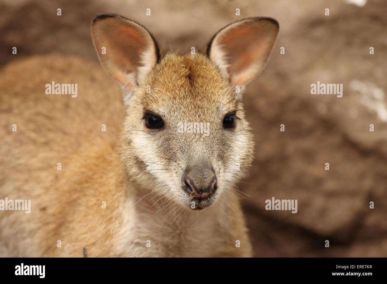 Wallaby kopf -Fotos und -Bildmaterial in hoher Auflösung – Alamy