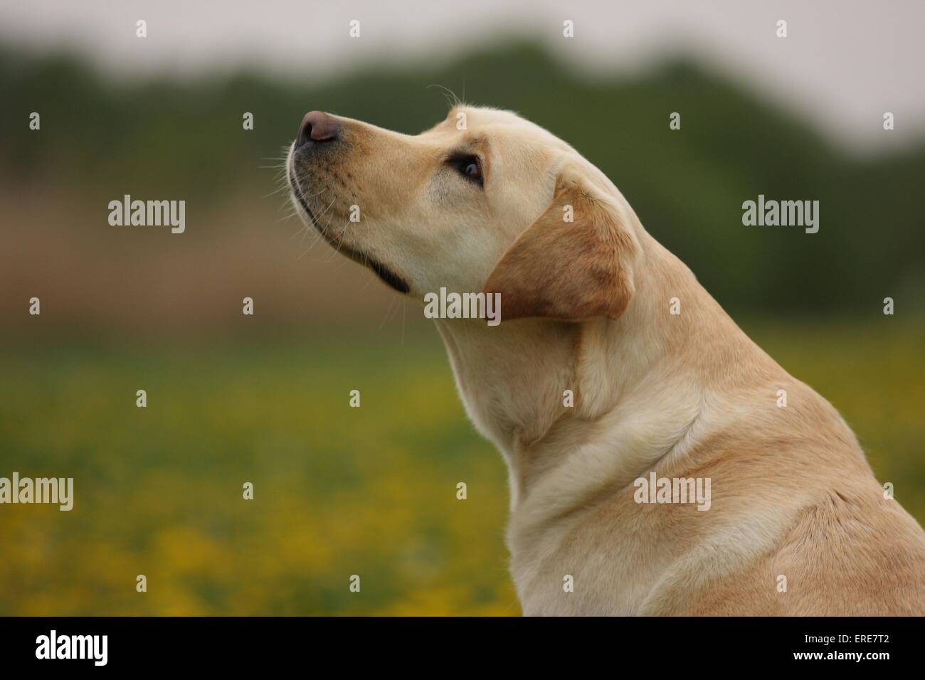Blonde Labrador Retriever Stockfotos & Blonde Labrador Retriever Bilder ...