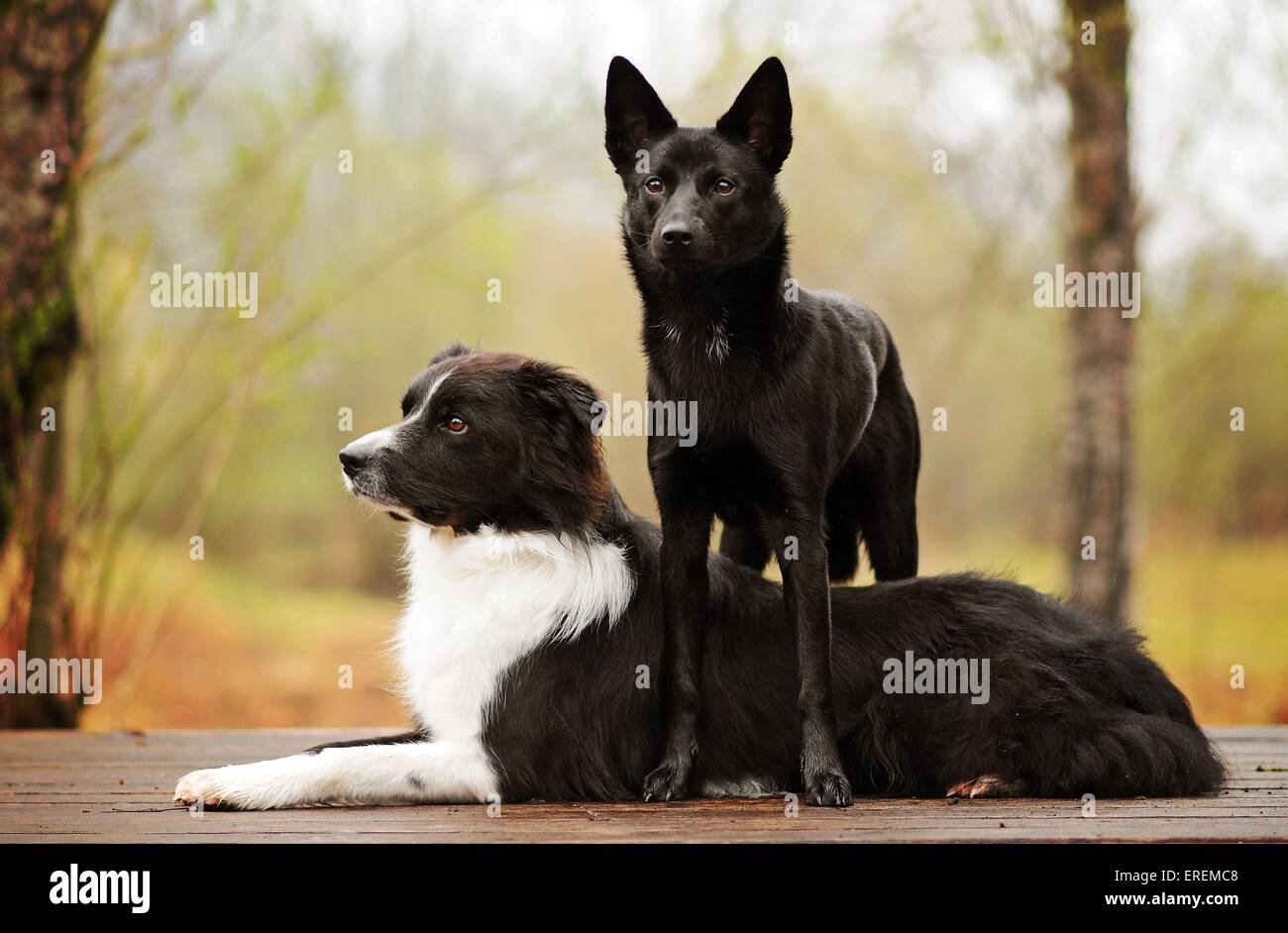 Zwei kurze planken -Fotos und -Bildmaterial in hoher Auflösung – Alamy