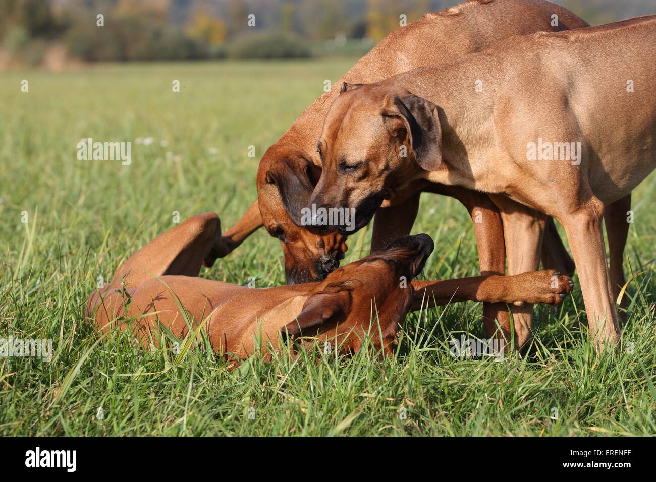 Rhodesian ridgebacks -Fotos und -Bildmaterial in hoher Auflösung – Alamy
