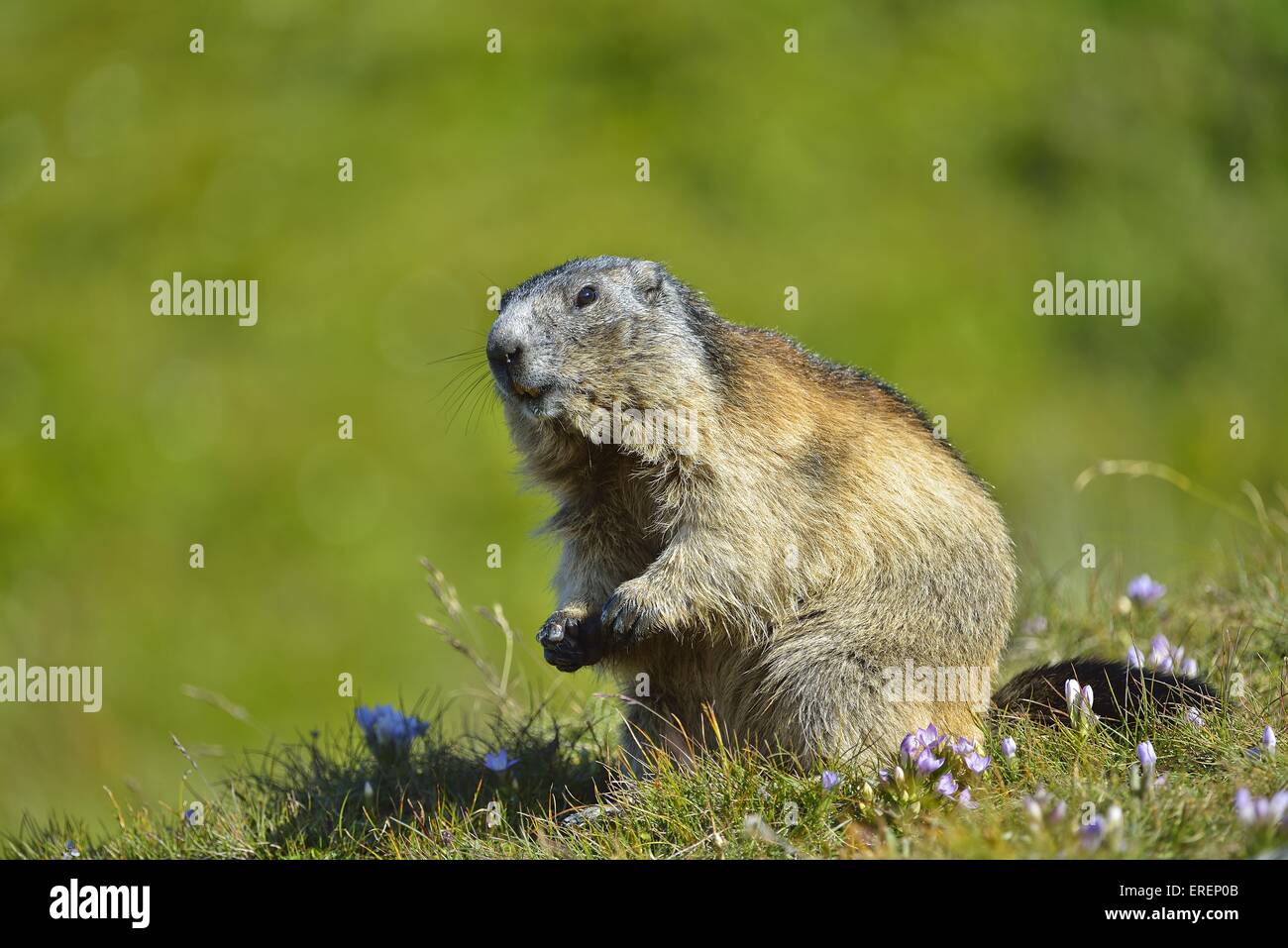 Murmeltier und blumen -Fotos und -Bildmaterial in hoher Auflösung - Seite 2 - Alamy