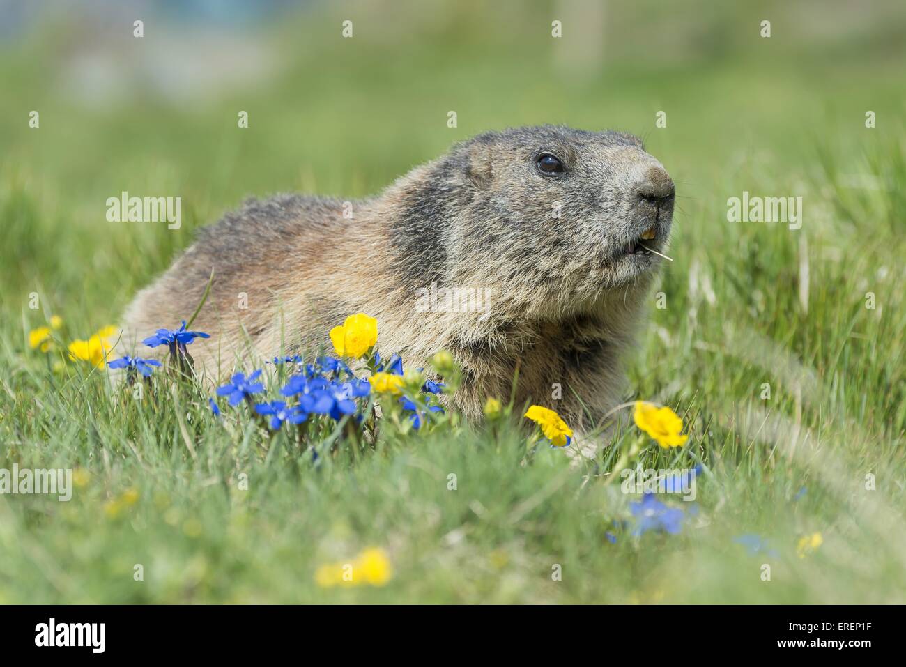 Murmeltier und blumen -Fotos und -Bildmaterial in hoher Auflösung - Seite 2 - Alamy