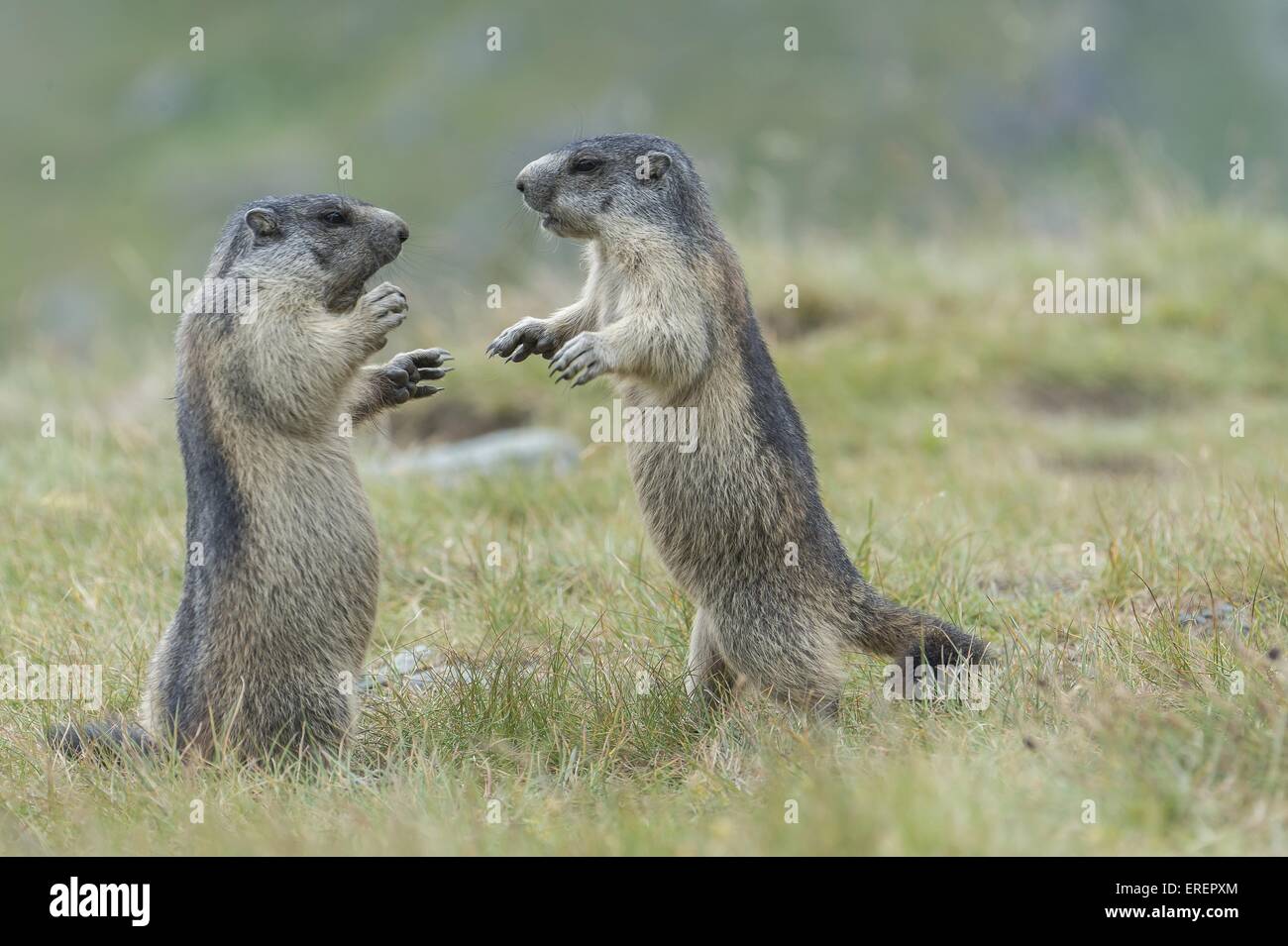 Murmeltiere spielen -Fotos und -Bildmaterial in hoher Auflösung – Alamy