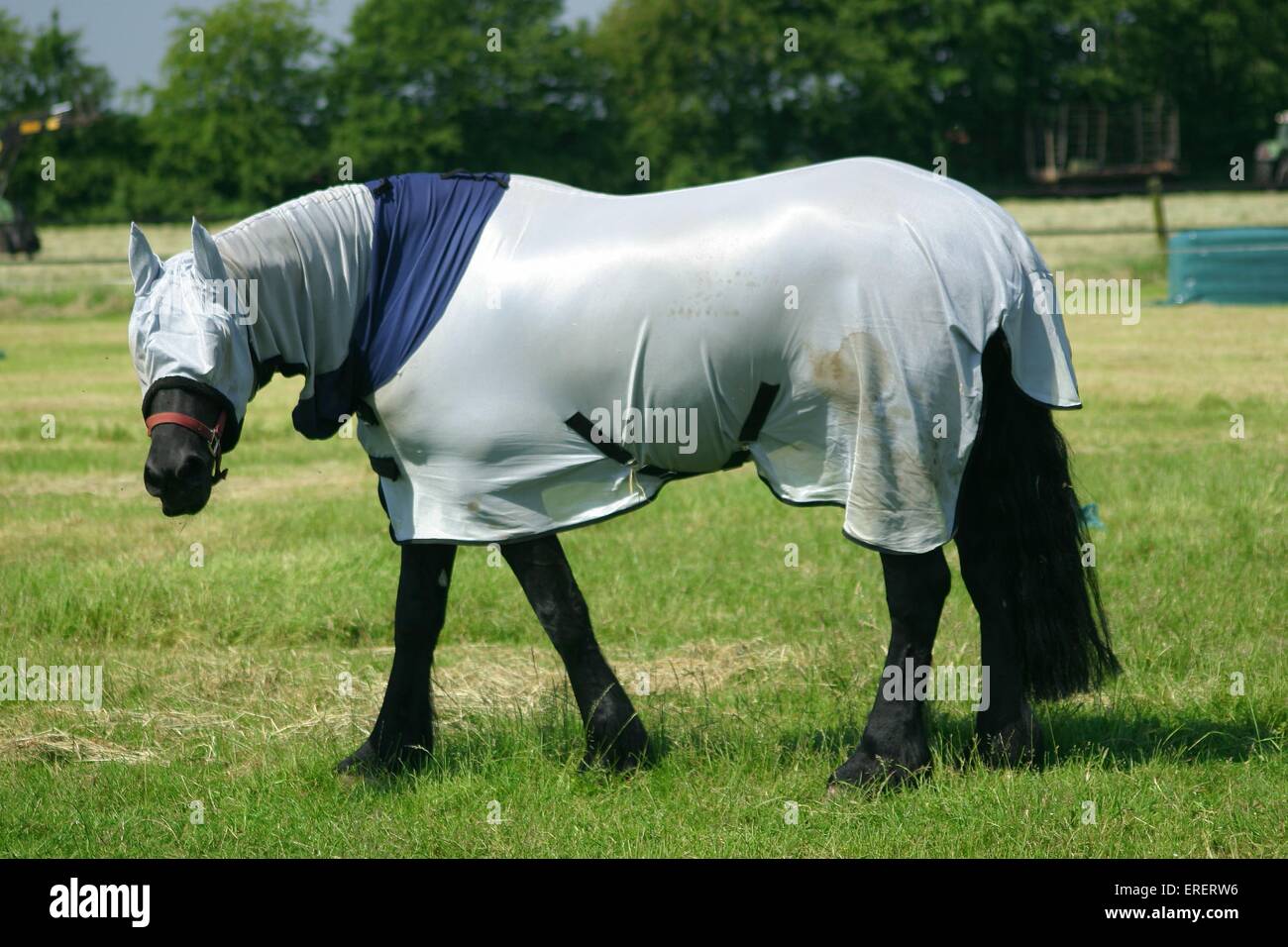 Ekzem auge -Fotos und -Bildmaterial in hoher Auflösung – Alamy