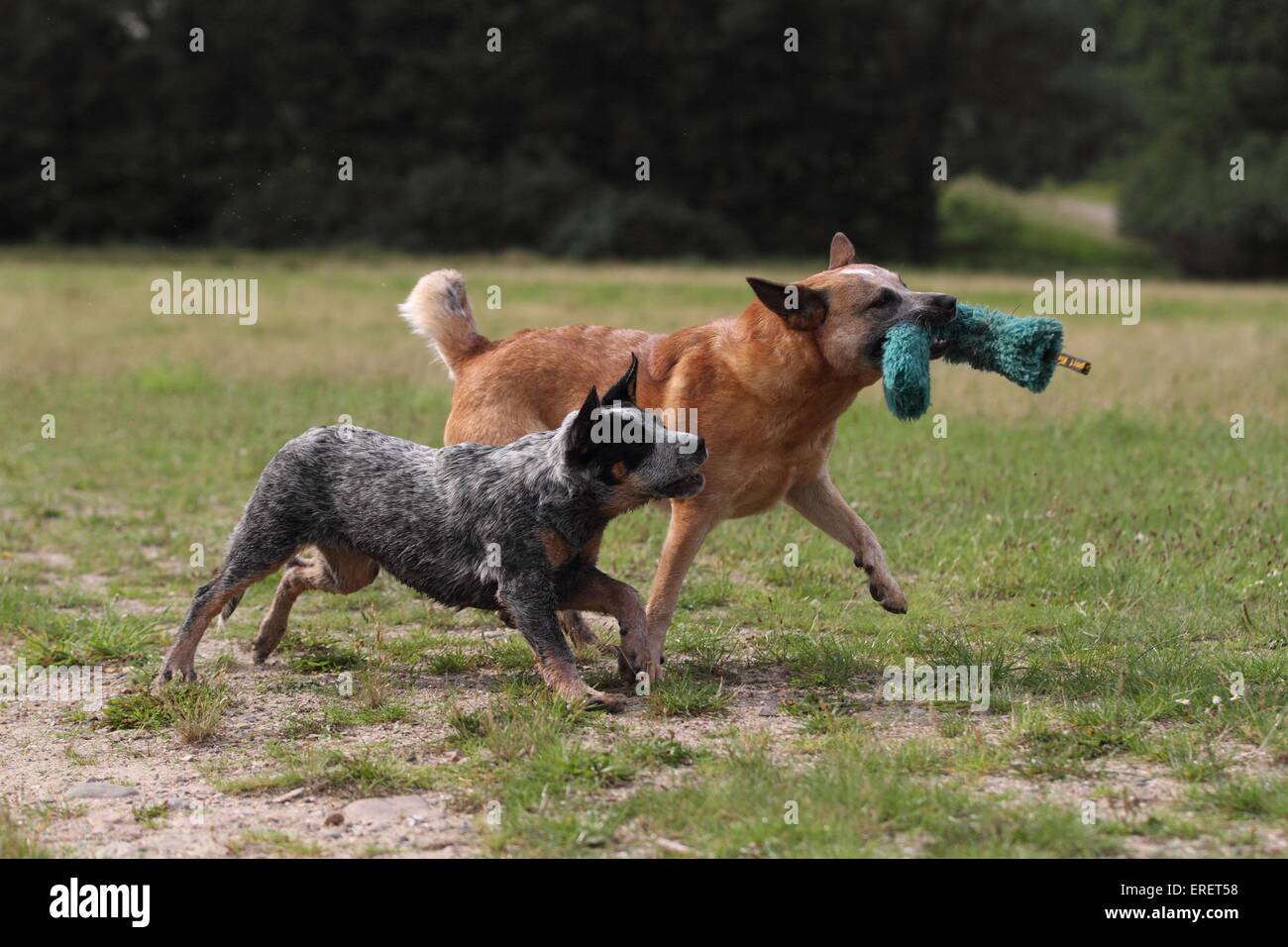 Cattle dogs -Fotos und -Bildmaterial in hoher Auflösung – Alamy