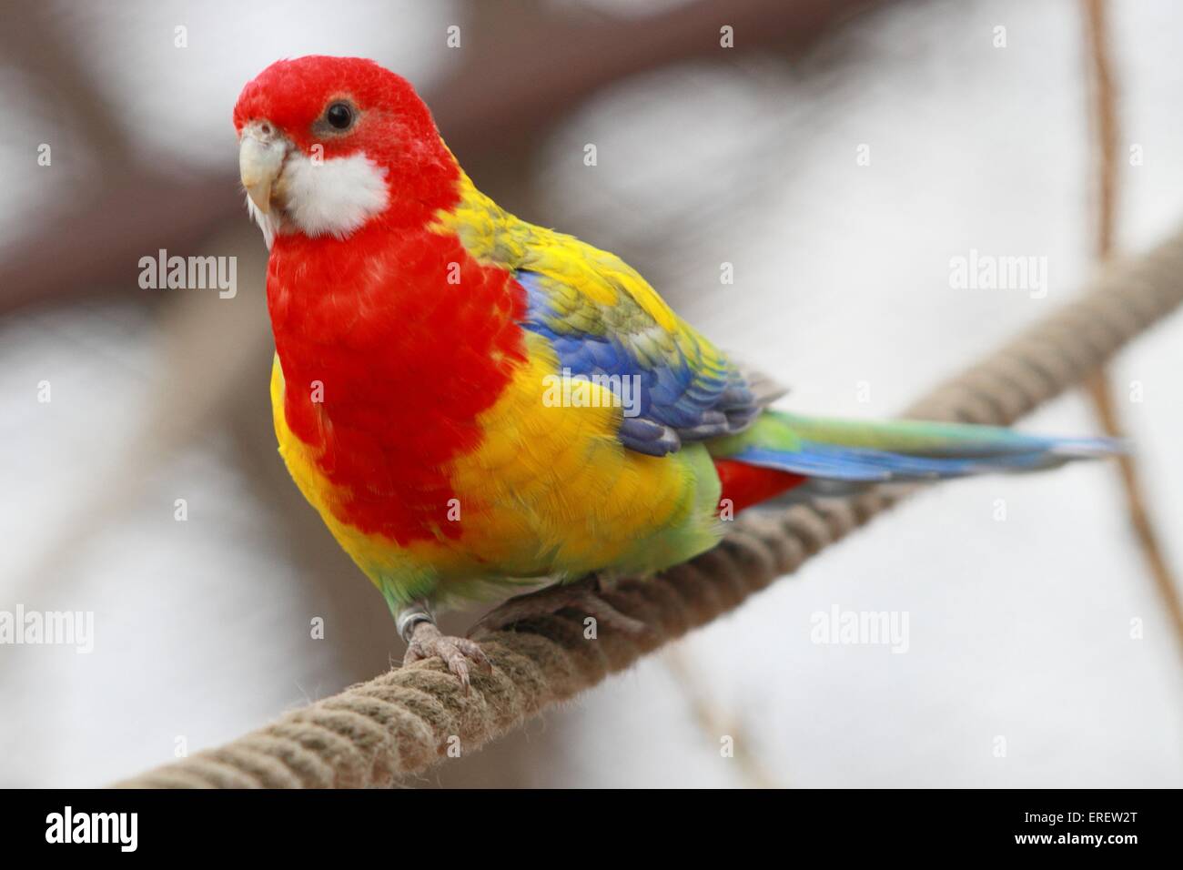Östliche rosella Stockfotos und -bilder Kaufen - Alamy