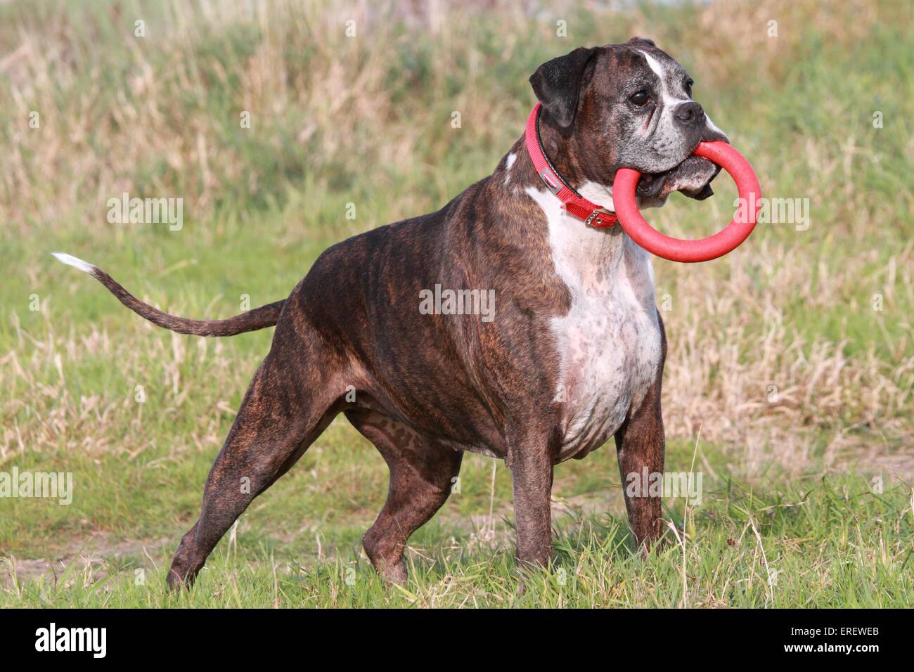 Gestromter farbiger hund -Fotos und -Bildmaterial in hoher Auflösung ...