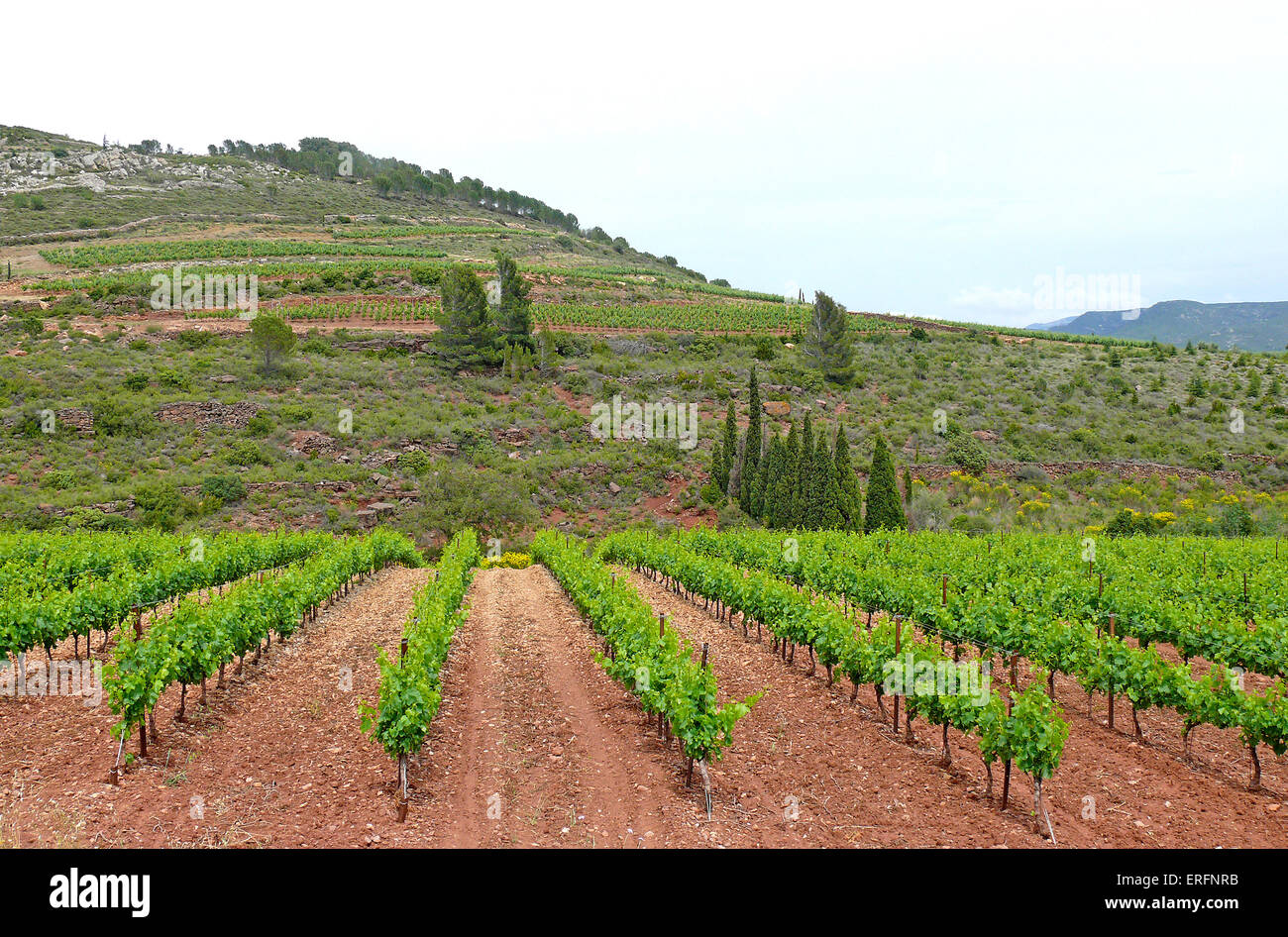 Corbieres region -Fotos und -Bildmaterial in hoher Auflösung – Alamy
