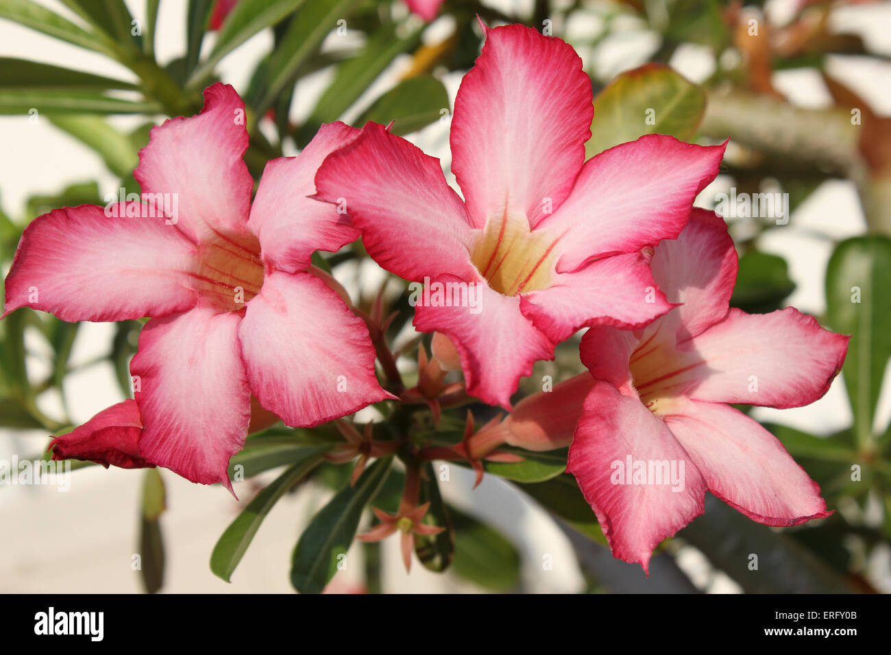 Impala lily flowers -Fotos und -Bildmaterial in hoher Auflösung – Alamy