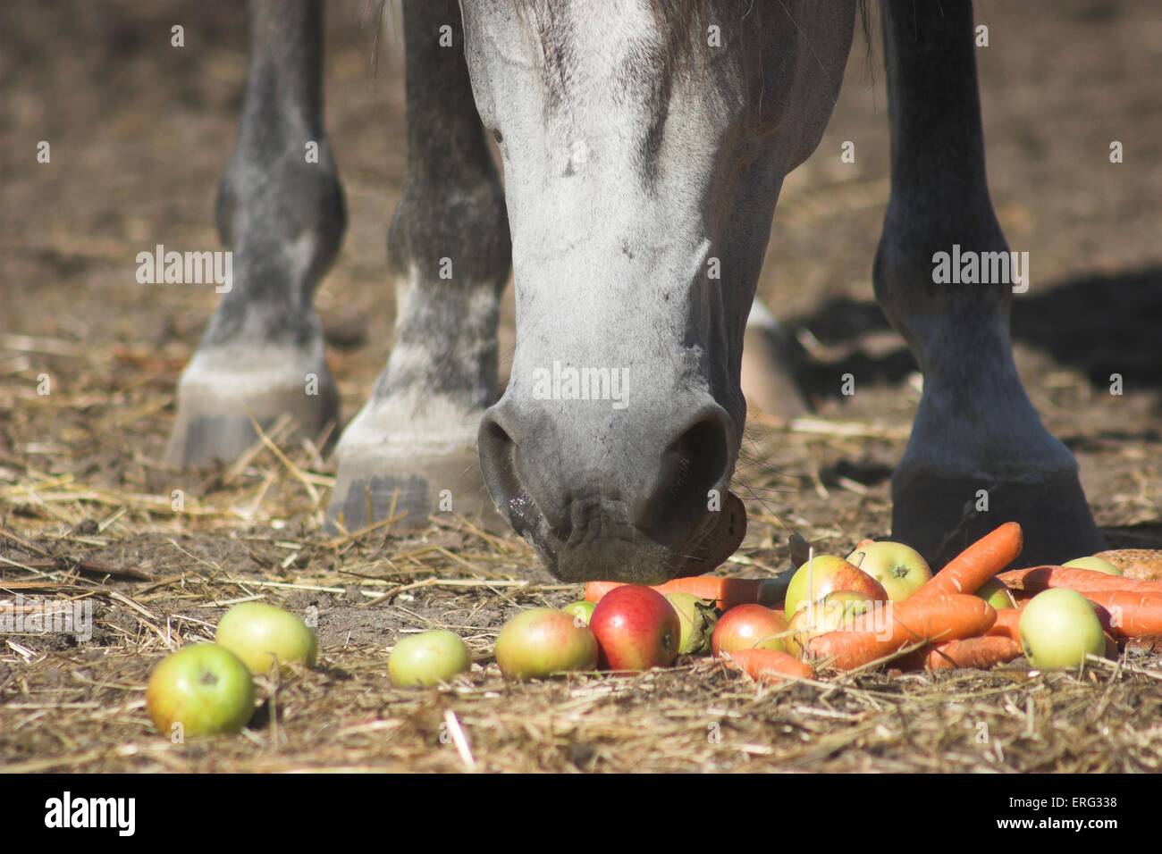 Horse Eating Close Up Detail Stockfotos und -bilder Kaufen - Alamy