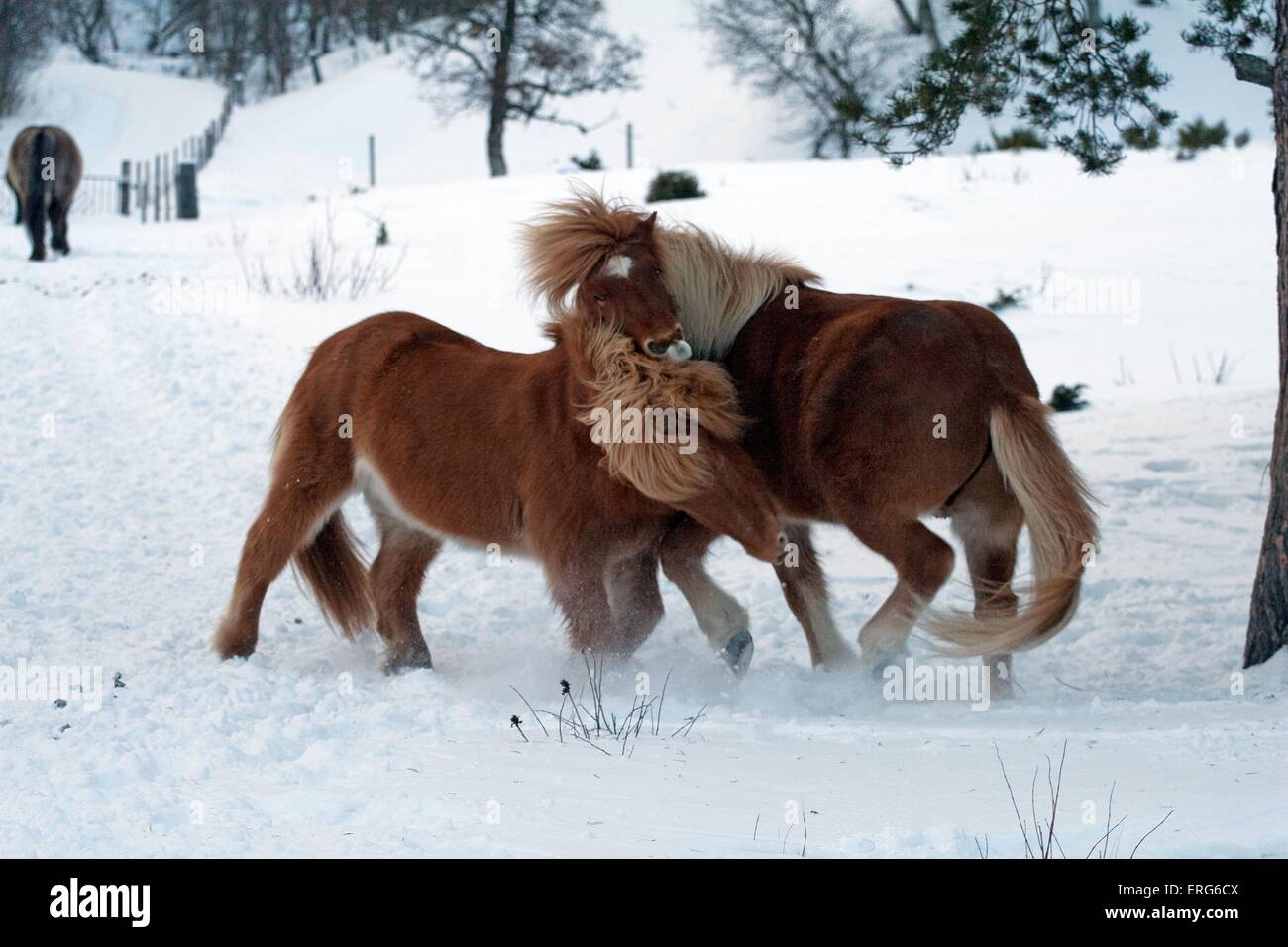 Islandpferde spielen -Fotos und -Bildmaterial in hoher Auflösung – Alamy