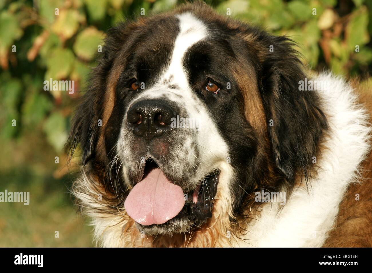 Bernhardiner hunde -Fotos und -Bildmaterial in hoher Auflösung – Alamy