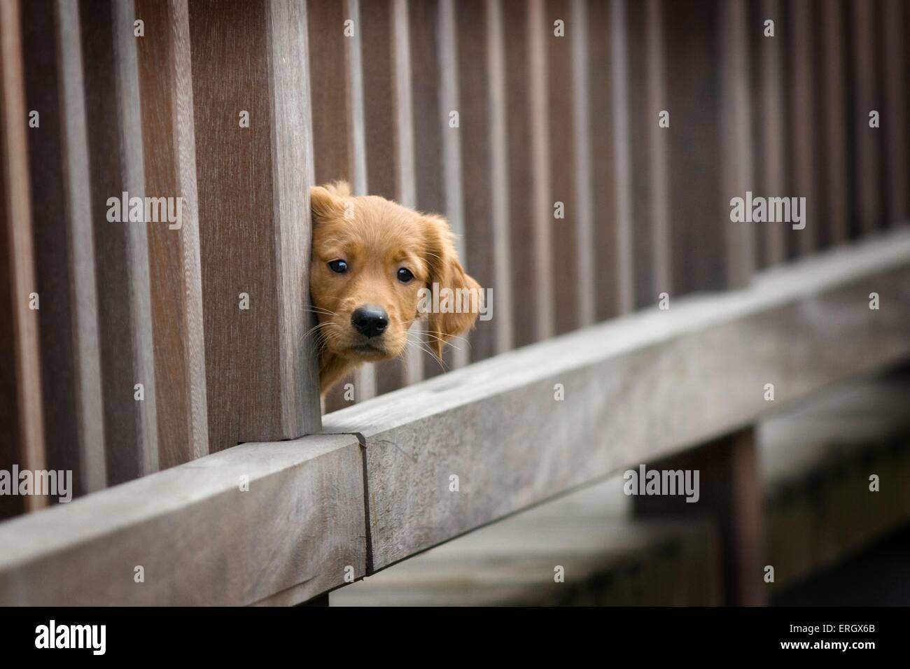 Single golden retriever puppy -Fotos und -Bildmaterial in hoher ...