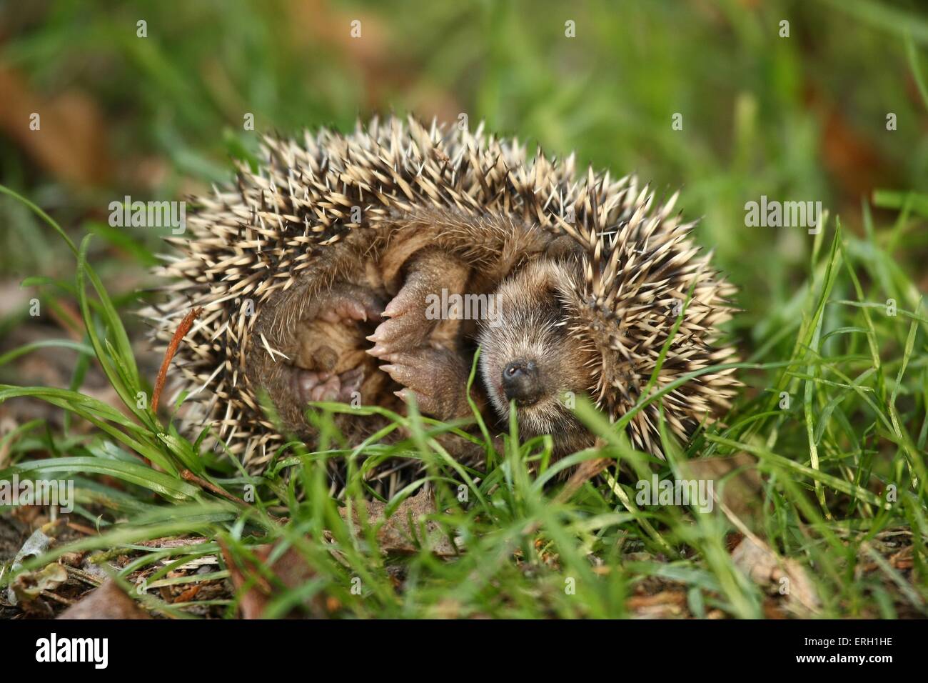Igel baby aufgerollt -Fotos und -Bildmaterial in hoher Auflösung – Alamy