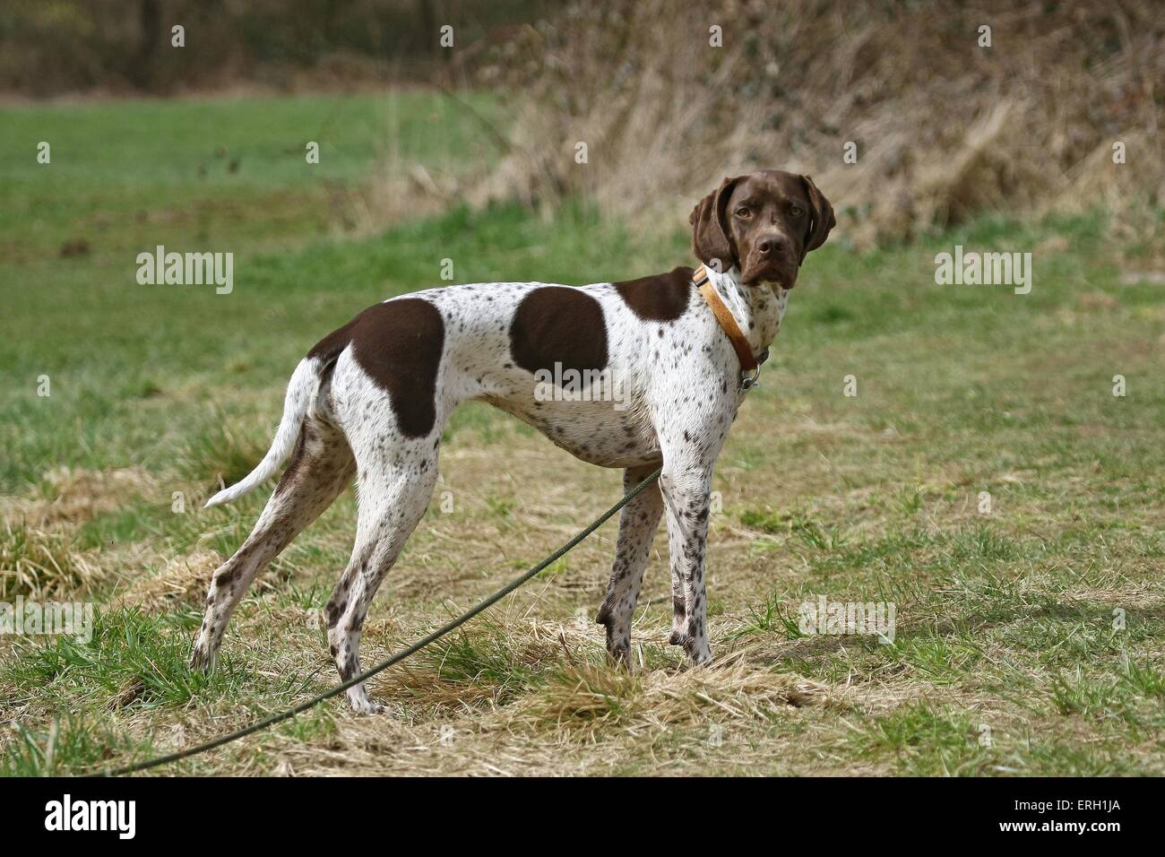 Braque francais type pyrenees -Fotos und -Bildmaterial in hoher ...