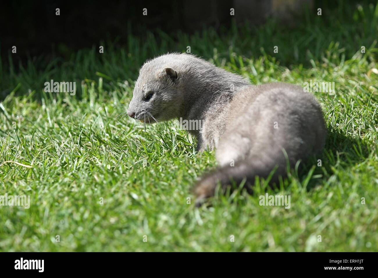 Russischer nerz -Fotos und -Bildmaterial in hoher Auflösung – Alamy