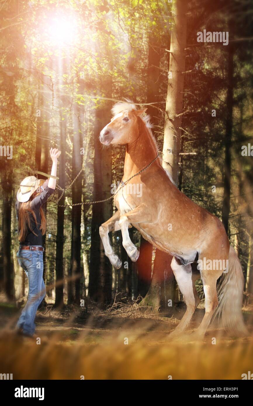 Haflinger horse rearing -Fotos und -Bildmaterial in hoher Auflösung – Alamy