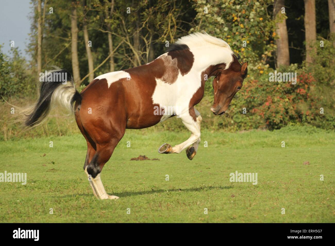 Pinto Pferd Stockfotos und -bilder Kaufen - Alamy
