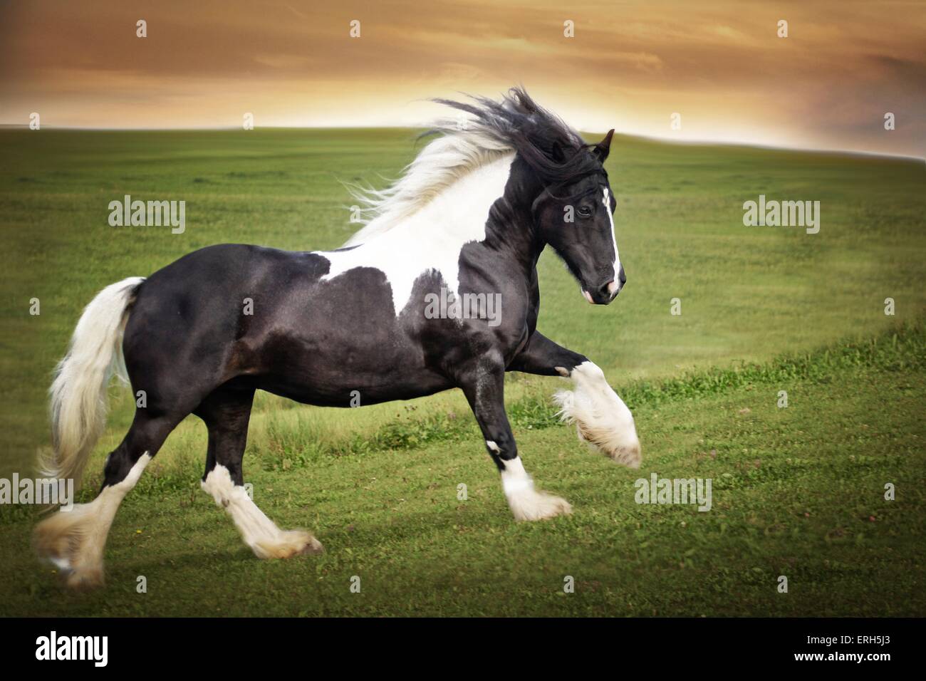 Galloping irish tinker horse irish -Fotos und -Bildmaterial in hoher ...
