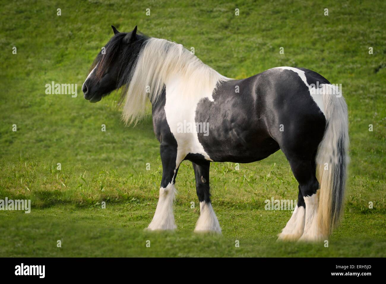 Irish Tinker Pferd Stockfotos und -bilder Kaufen - Alamy