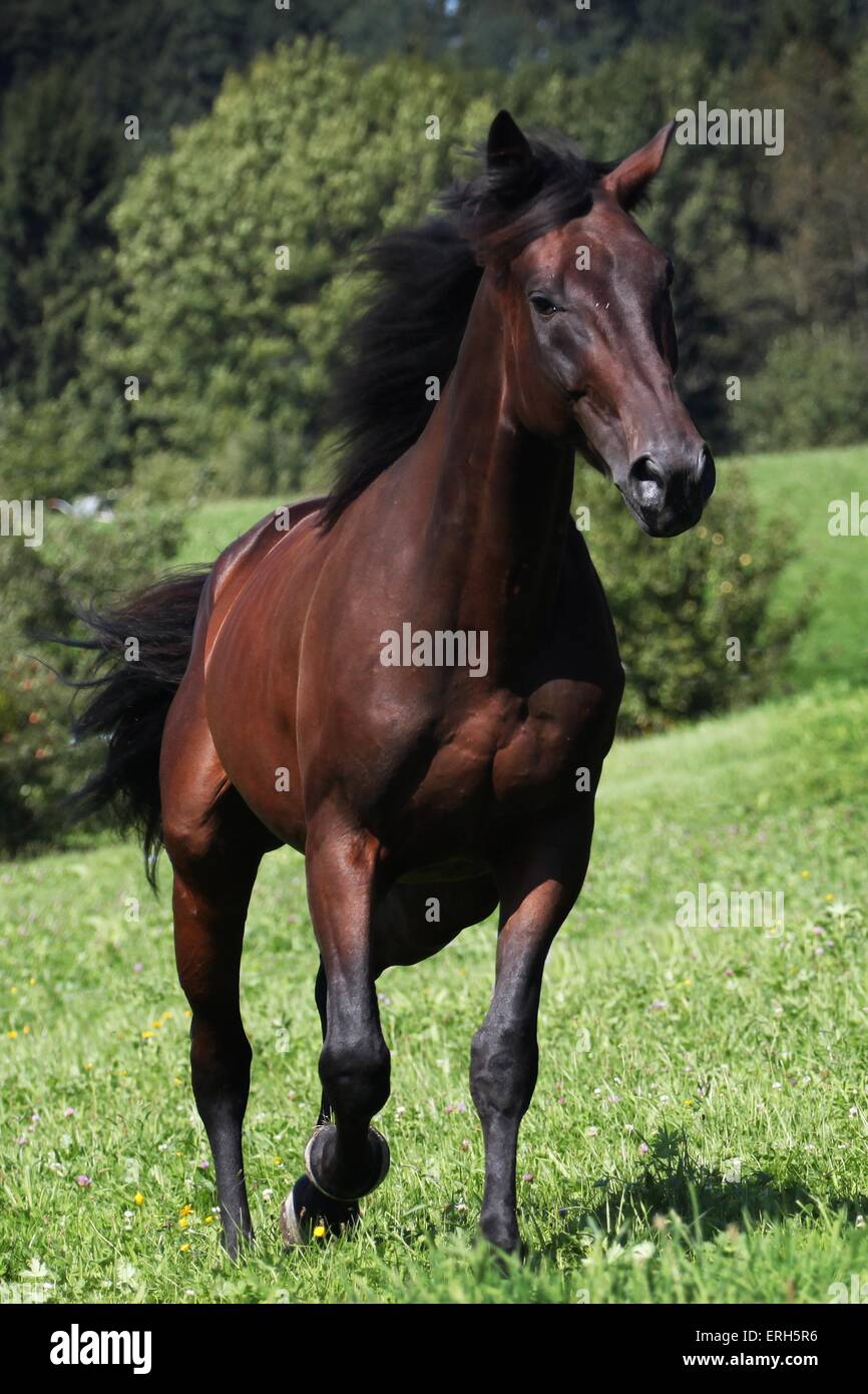 Traber trab -Fotos und -Bildmaterial in hoher Auflösung – Alamy