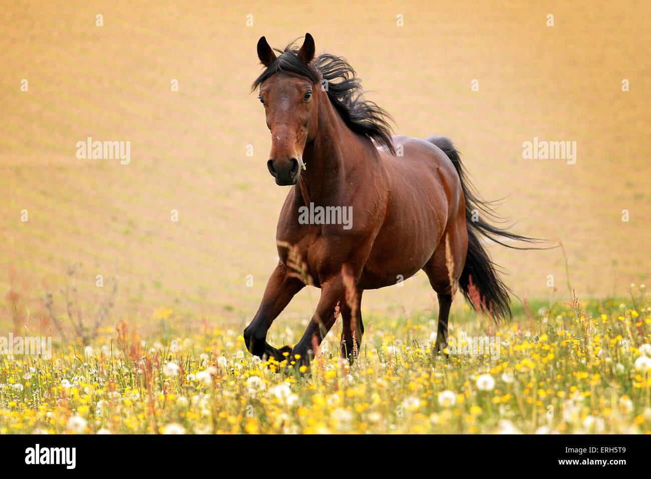 Traber trabrennen -Fotos und -Bildmaterial in hoher Auflösung – Alamy