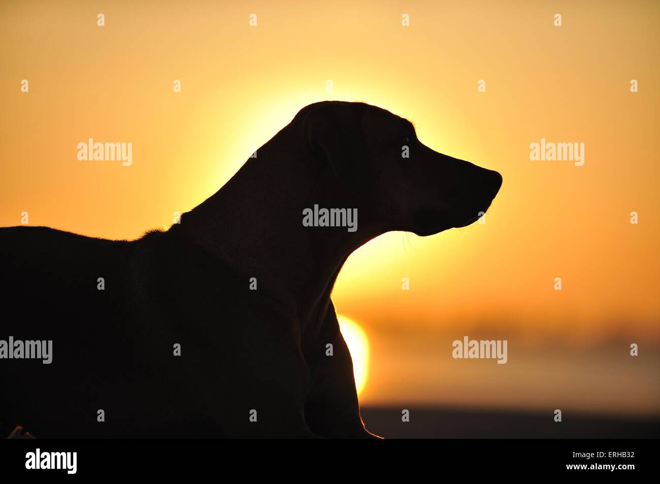 Rhodesian ridgeback silhouette -Fotos und -Bildmaterial in hoher ...