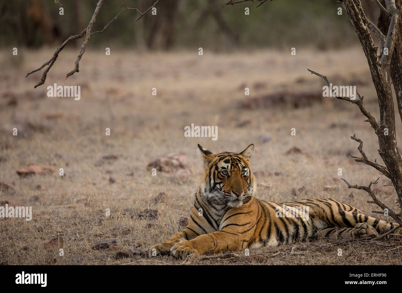 Tiger im sommer -Fotos und -Bildmaterial in hoher Auflösung – Alamy
