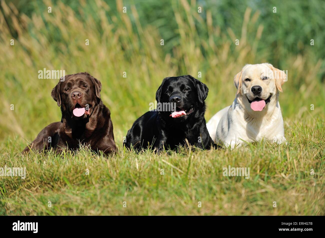 Drei labrador retriever -Fotos und -Bildmaterial in hoher Auflösung – Alamy