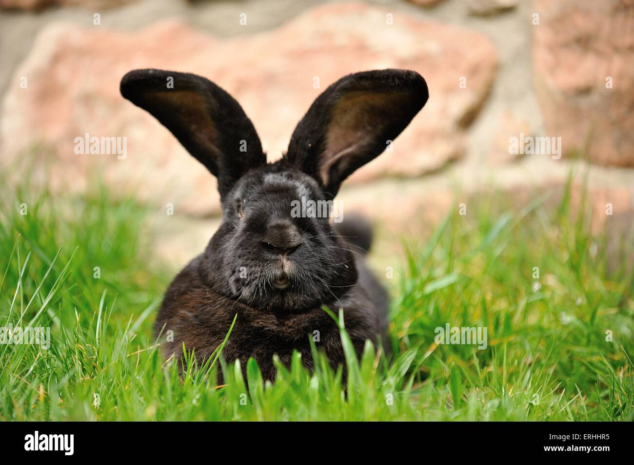 Deutscher riese kaninchen -Fotos und -Bildmaterial in hoher Auflösung ...