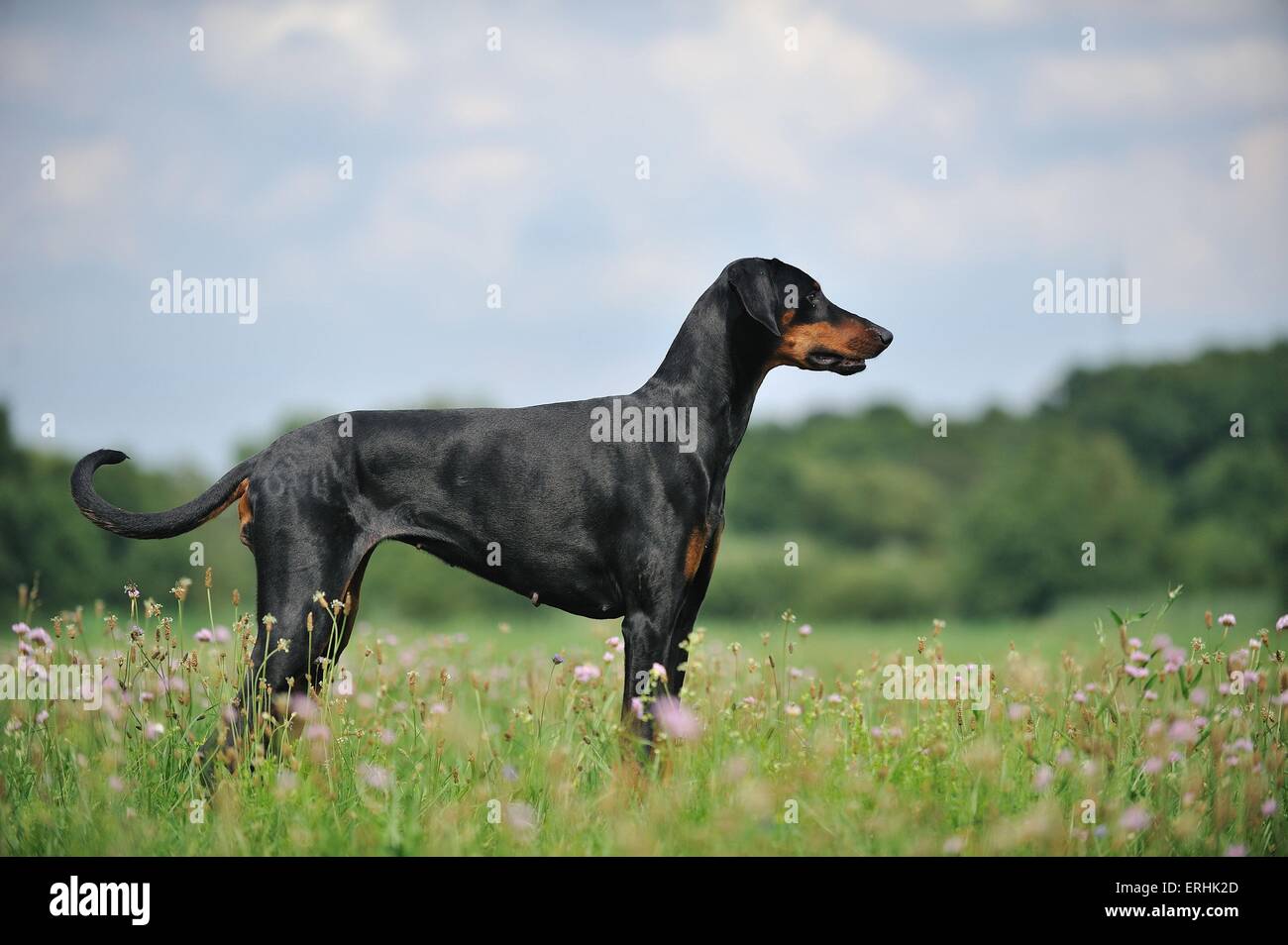 Guard dog doberman pinscher standing -Fotos und -Bildmaterial in hoher ...