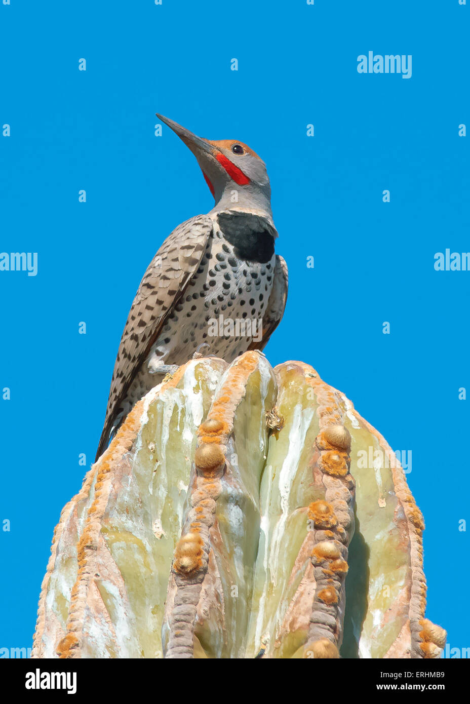Männliche vergoldet Flimmern Specht auf einem Kaktus, Arizona, USA ...