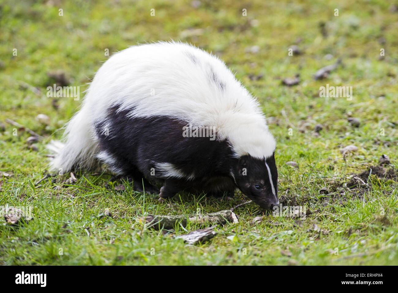 Einzelnes stinktier -Fotos und -Bildmaterial in hoher Auflösung – Alamy