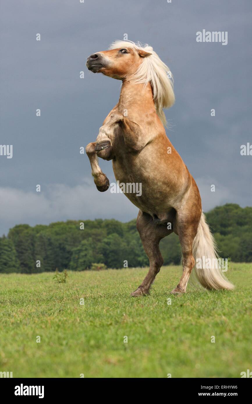 Haflinger Horse Rearing Stockfotos und -bilder Kaufen - Alamy