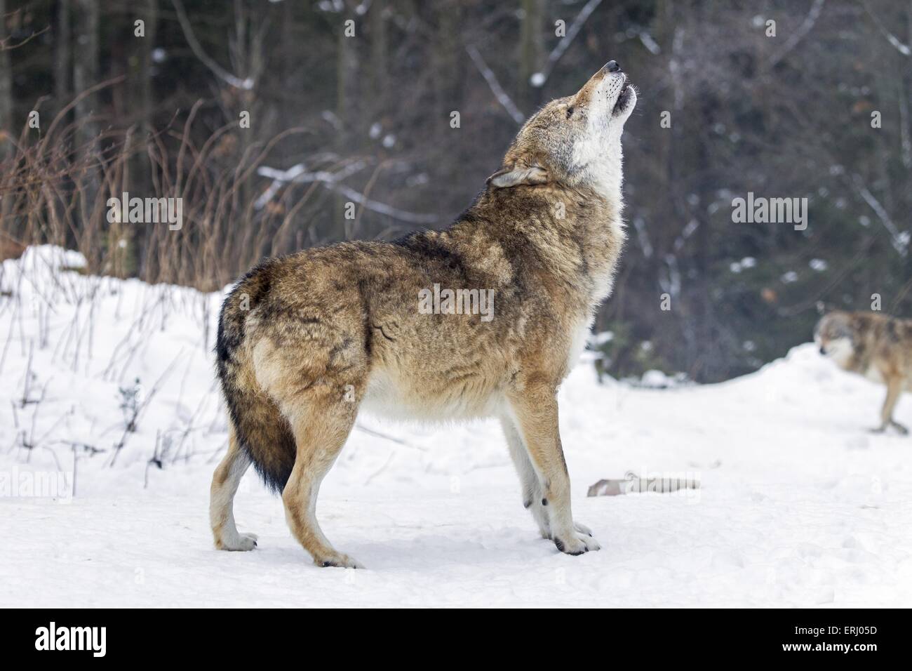 Wolf heult -Fotos und -Bildmaterial in hoher Auflösung – Alamy