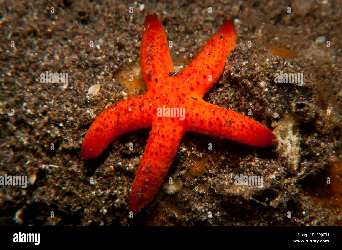 Seestern und Horizontal und Unter Wasser Stockfotos und -bilder Kaufen ...