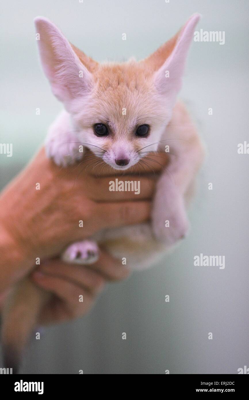 Fennec wild -Fotos und -Bildmaterial in hoher Auflösung – Alamy