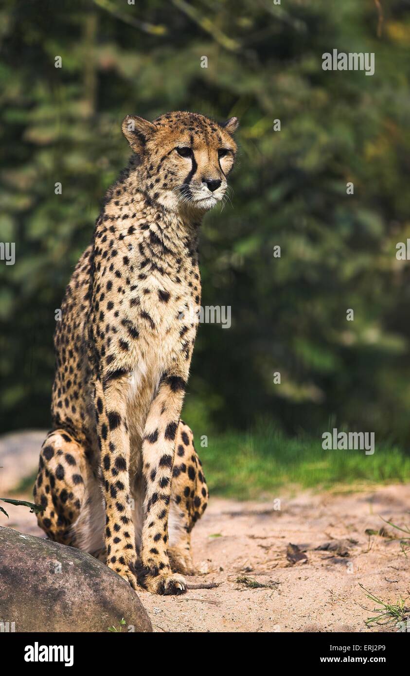 Jagd leoparden -Fotos und -Bildmaterial in hoher Auflösung – Alamy