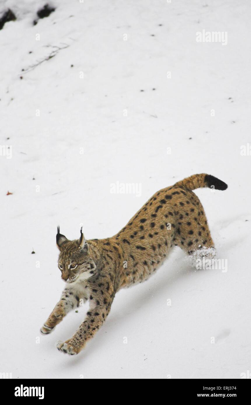 Laufender luchs -Fotos und -Bildmaterial in hoher Auflösung – Alamy