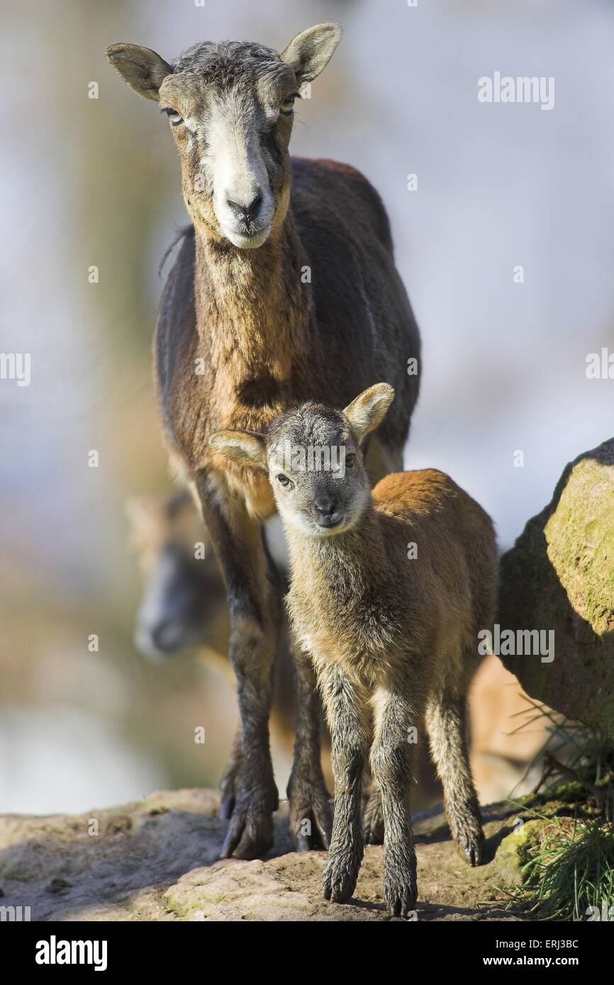 Mufflon ovis ammon musimon wild -Fotos und -Bildmaterial in hoher ...